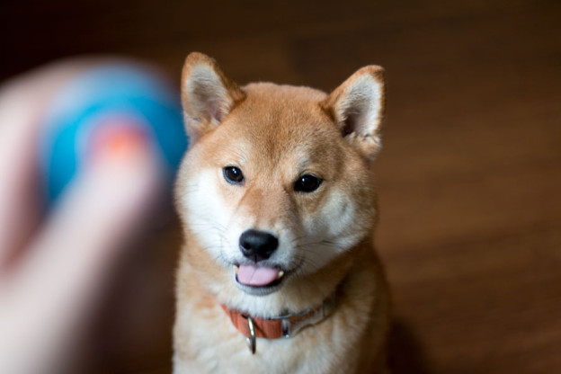 How to Photograph Your Dog - hellorigby seattle pet blog