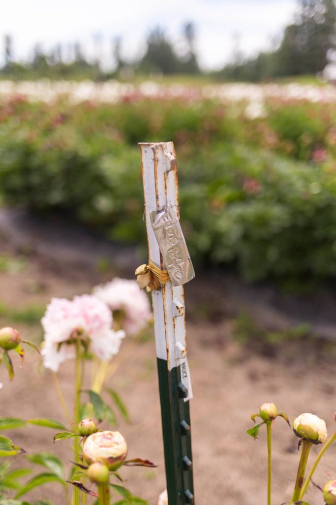 Peony Farm Washington: Where to Go for Peonies // Seattle Lifestyle Blog