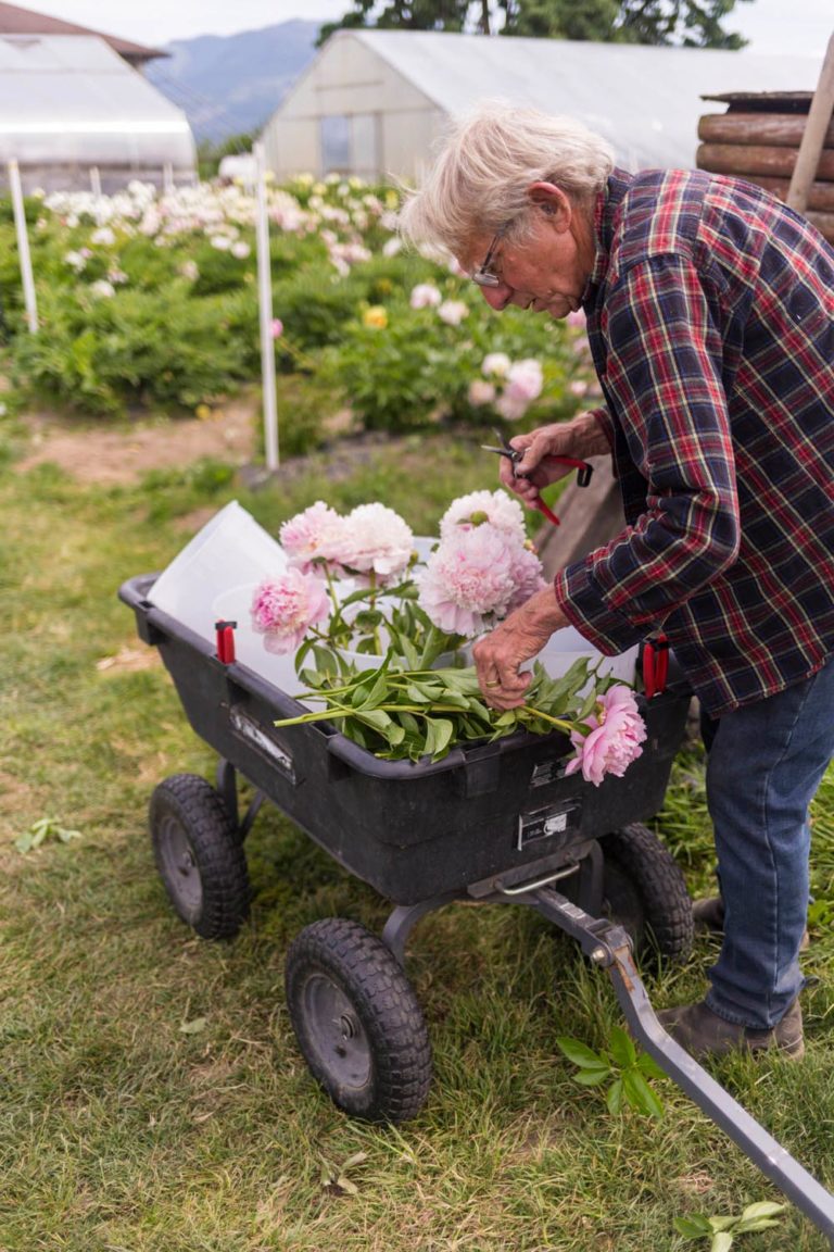 Peony Farm Washington: Where to Go for Peonies // Seattle Lifestyle Blog