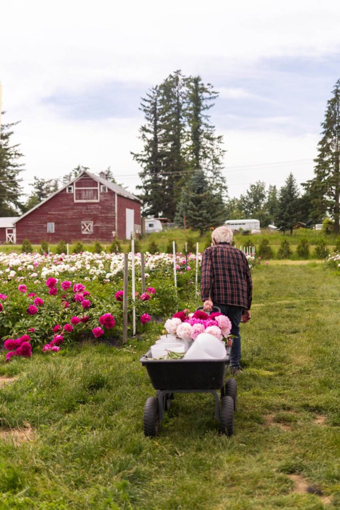 Peony Farm Washington: Where to Go for Peonies // Seattle Lifestyle Blog