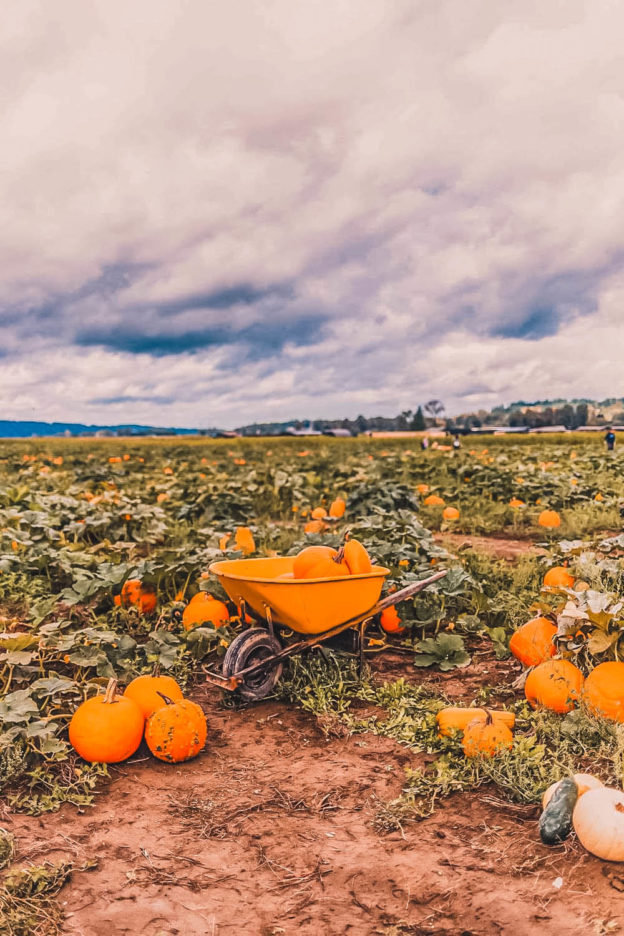 15+ Things to Do to Celebrate Fall in Seattle – Seattle Lifestyle Blog